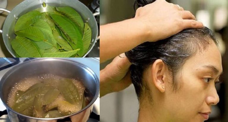 Why Is Guava Leaves Good For Your Hair Imagination Waffle why-is-guava-leaves-good-for-your-hair-imagination-waffle